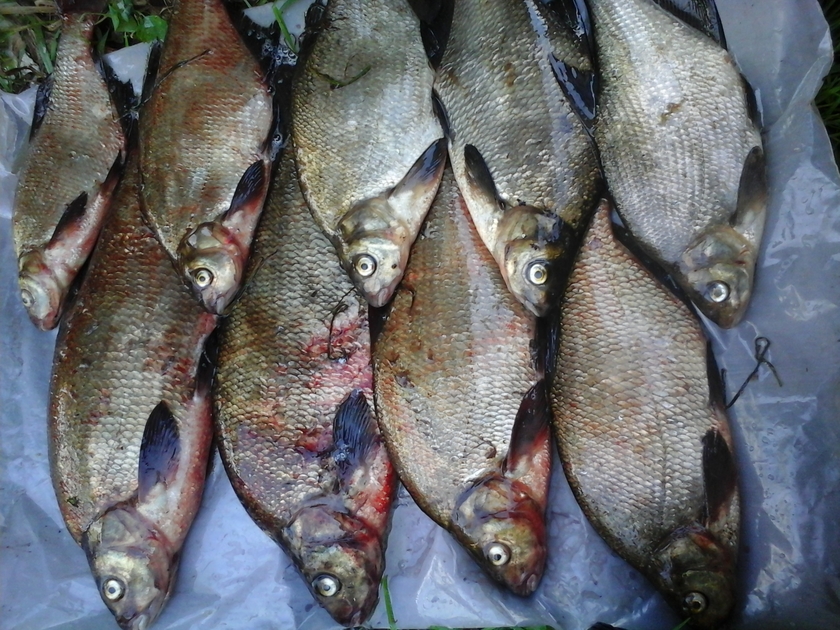 Carp bream , cought at 07/29/2015 - information about the catch ...