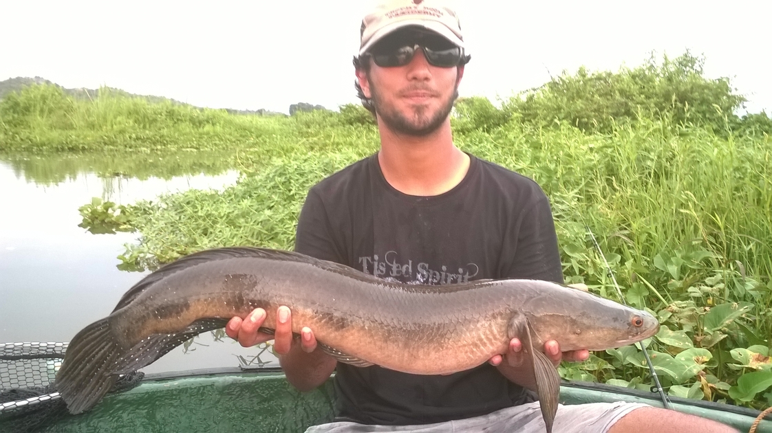 Common snakehead, 6lb 9oz , cought at 09/23/2014 - information about ...