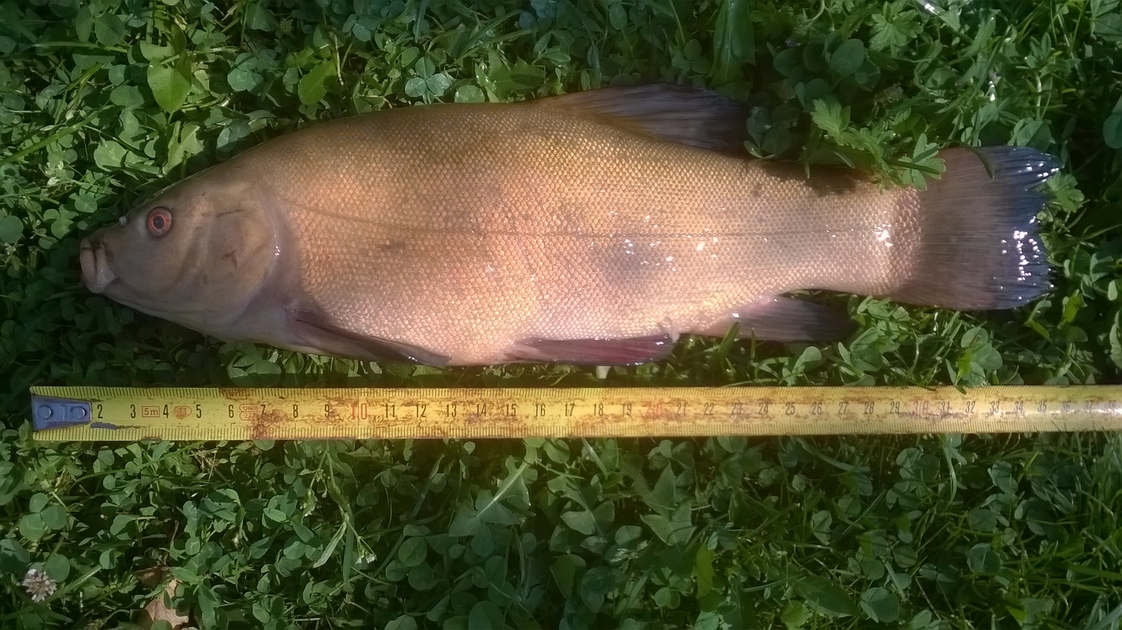 Tench, 2lb 10oz , cought at 08/10/2015 - information about the catch ...