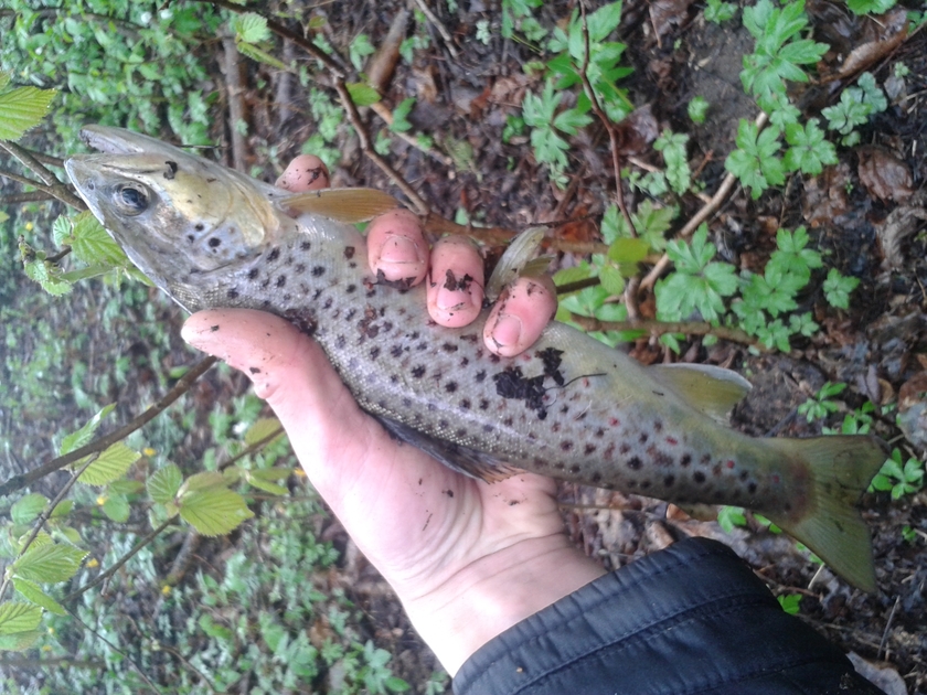 Margasis upėtakis, 10oz, 1ft , cought at 04/28/2015 - information about ...