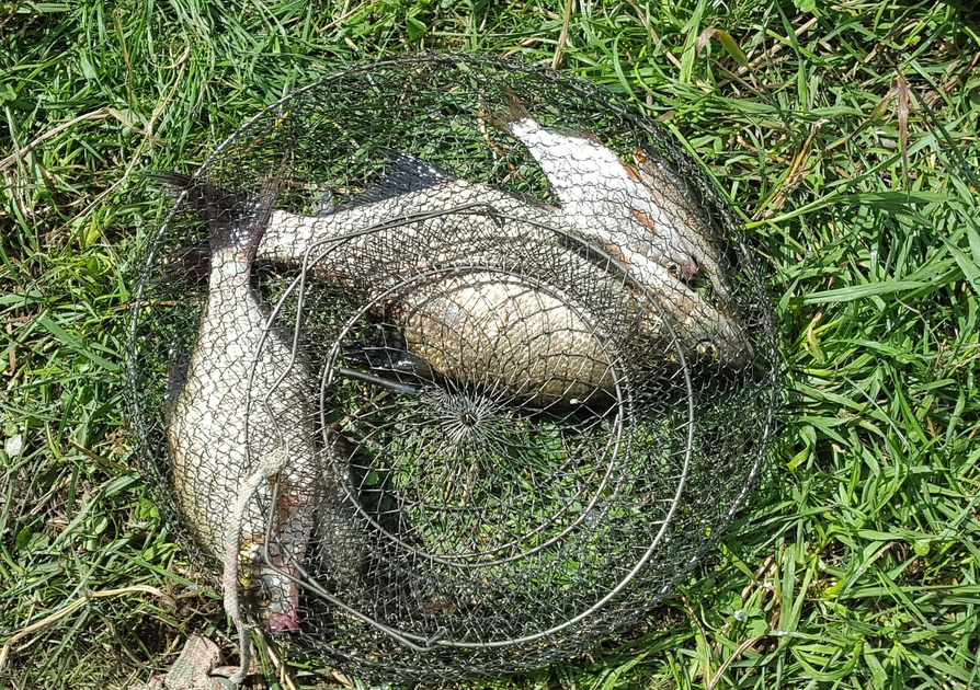 Carp bream, 1lb 5oz - information about the catch | Pinfishing.com