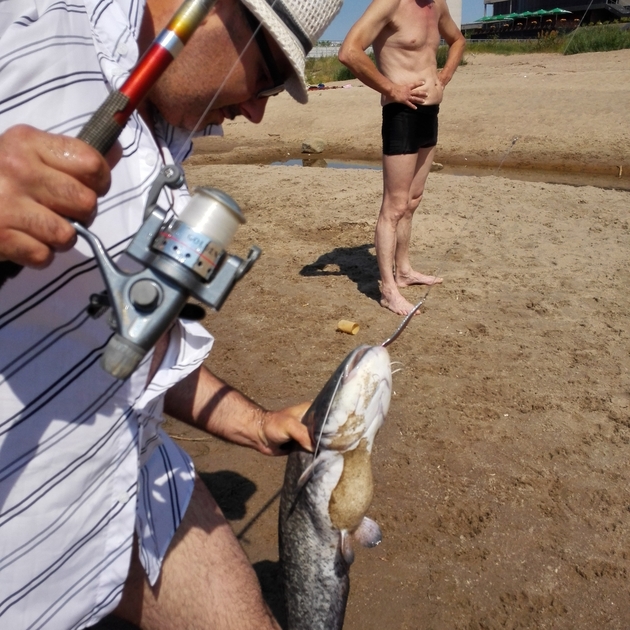 Wels catfish, 6lb 6oz, 2ft 8(1/2)in , cought at 07/05/2015 ...