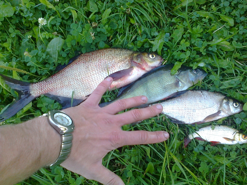 Carp bream, 1lb 8oz , cought at 08/15/2015 - information about the ...