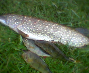 Northern Pike, 4lb 3oz - information about the catch | Pinfishing.com
