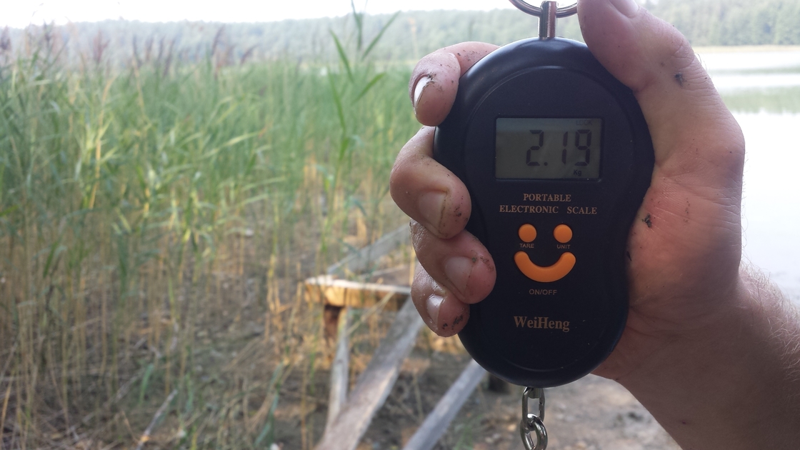 Carp bream, 4lb 13oz, 1ft 9(1/2)in , cought at 08/12/2015 - information ...