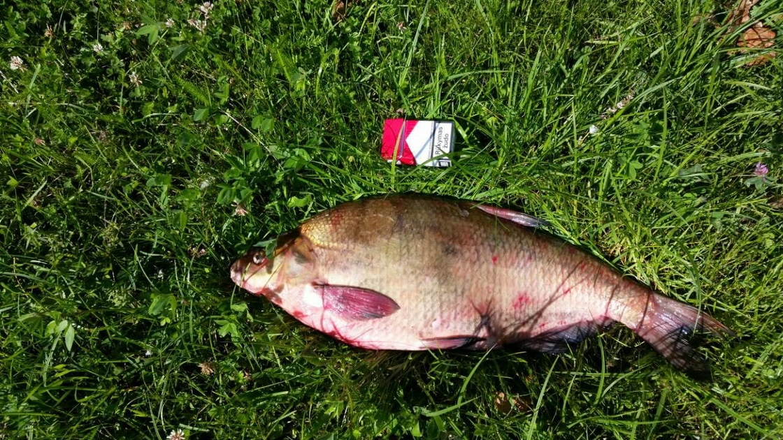Carp bream, 9lb , cought at 08/16/2015 - information about the catch ...