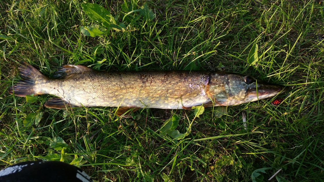 Northern Pike, 4lb 6oz, 1ft 8(1/2)in , cought at 06/19/2015 ...