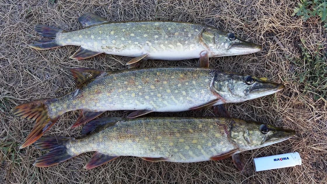 Northern Pike , cought at 08/29/2015 - information about the catch ...