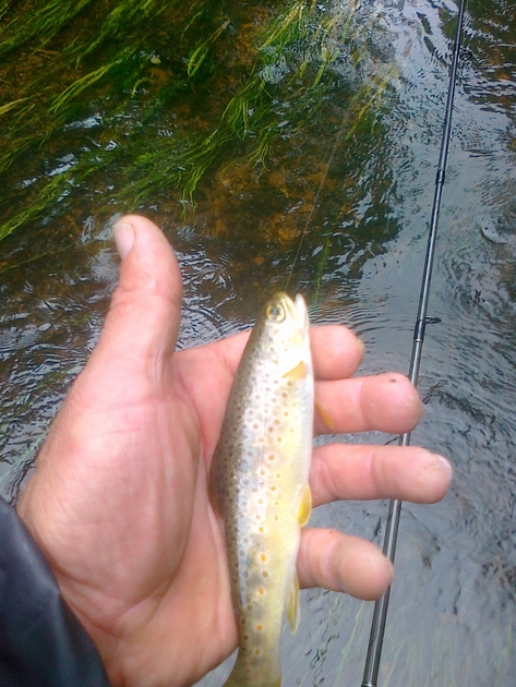 Margasis upėtakis , cought at 07/21/2013 - information about the catch ...