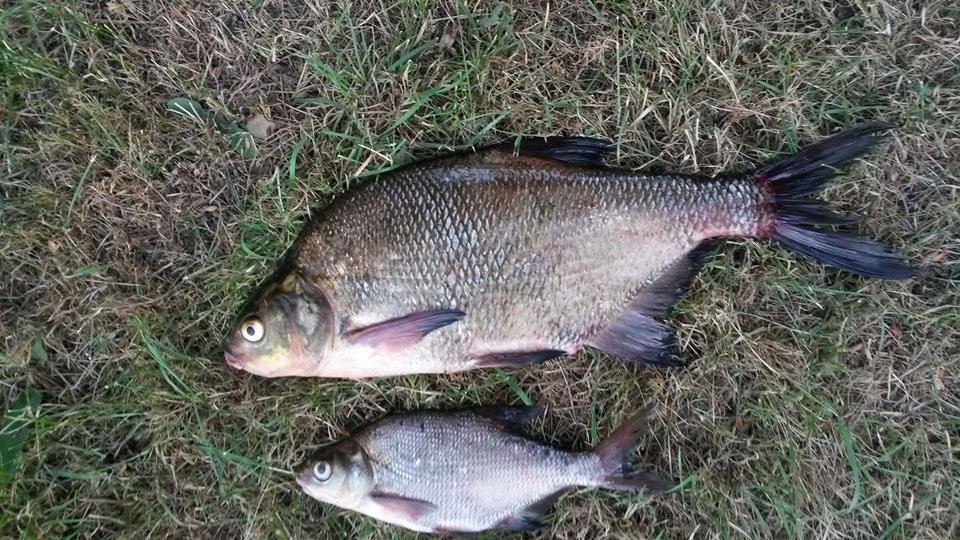 Carp bream, 3lb 8oz , cought at 08/21/2015 - information about the ...