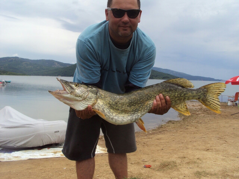 Northern Pike, - information about the catch | Pinfishing.com