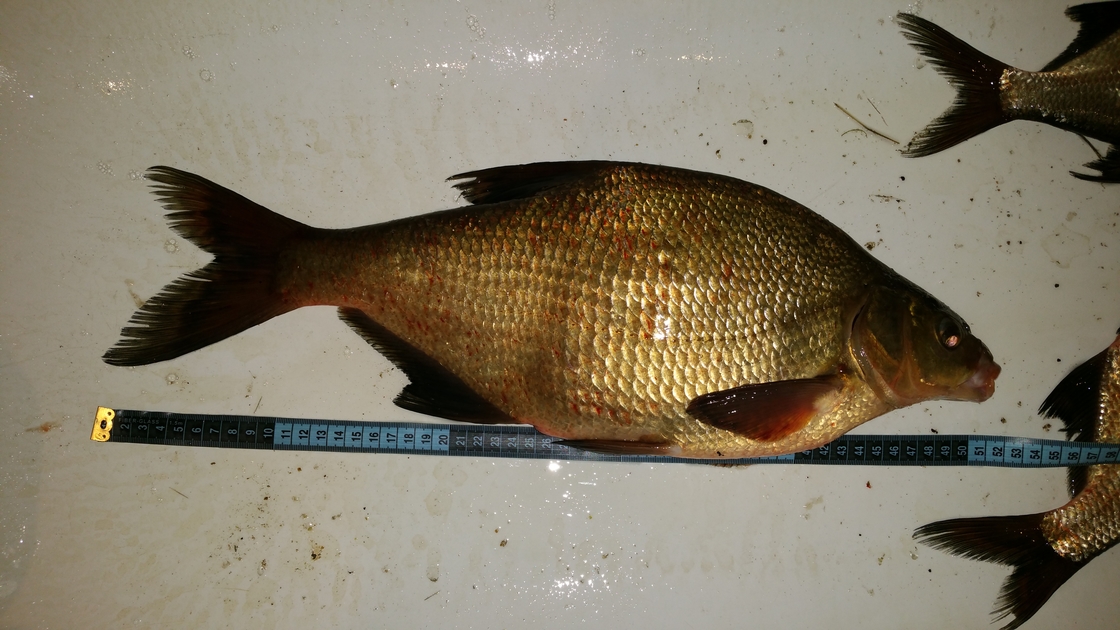 Carp bream, 3lb 11oz, 1ft 8in , cought at 09/12/2015 - information ...