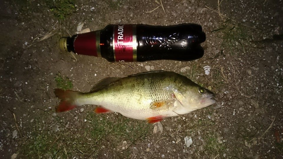 Eurasian perch, 1lb 5oz , cought at 09/11/2015 - information about the ...