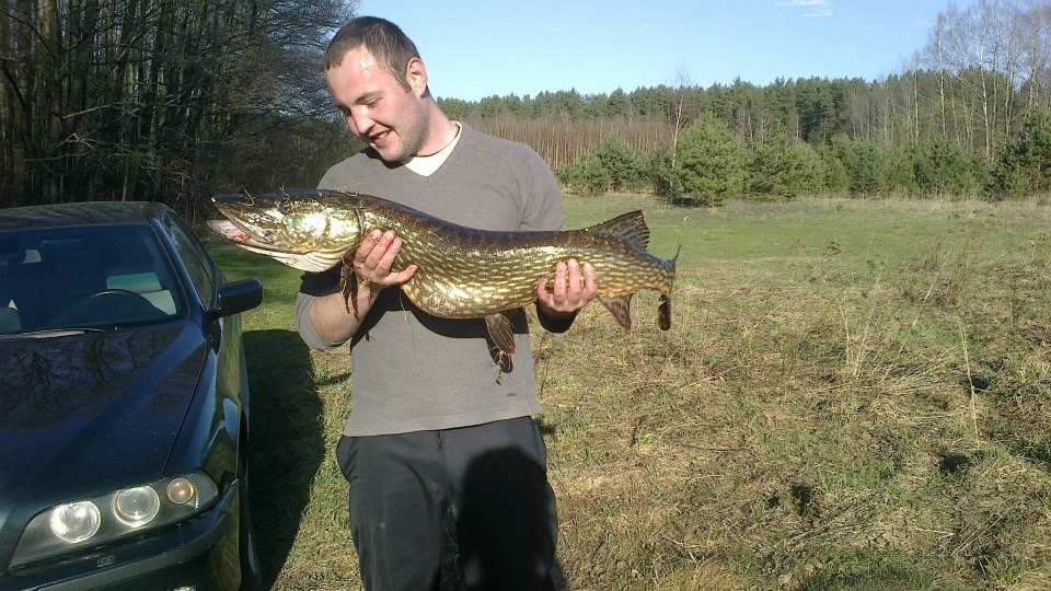 Northern Pike, 16lb 8oz , cought at 09/11/2015 - information about the ...