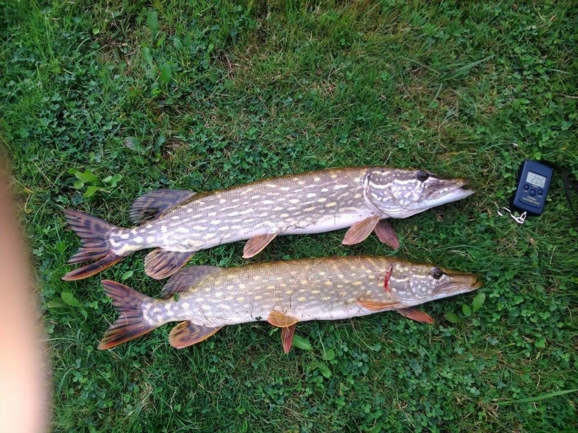 Northern Pike, 4lb 6oz, 2ft 3in , cought at 09/13/2015 - information ...