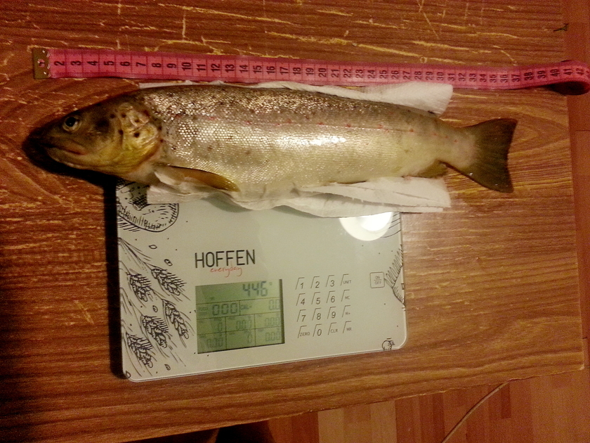 Margasis upėtakis, 15oz, 1ft 2(1/2)in , cought at 09/20/2015 ...