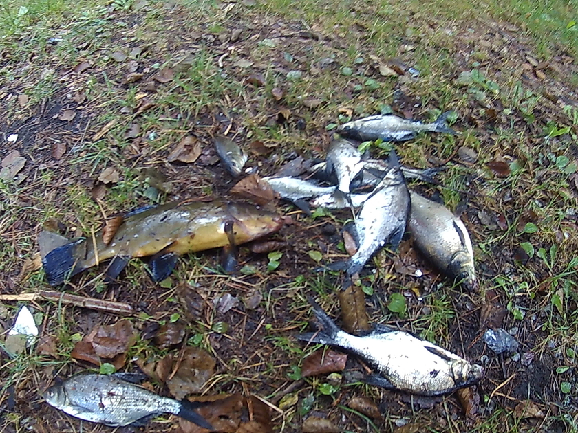 Carp bream, 1lb 15oz, 1ft 5(1/2)in , cought at 09/22/2015 - information ...