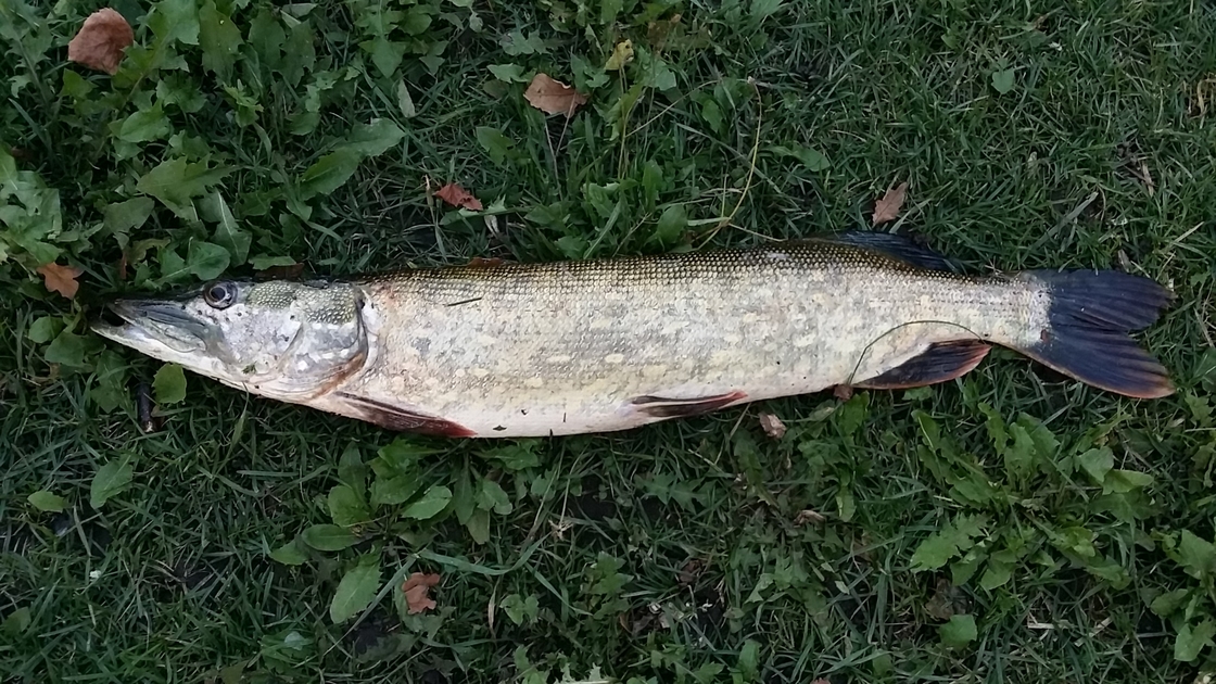 Northern Pike, 4lb 3oz , cought at 09/17/2015 - information about the ...