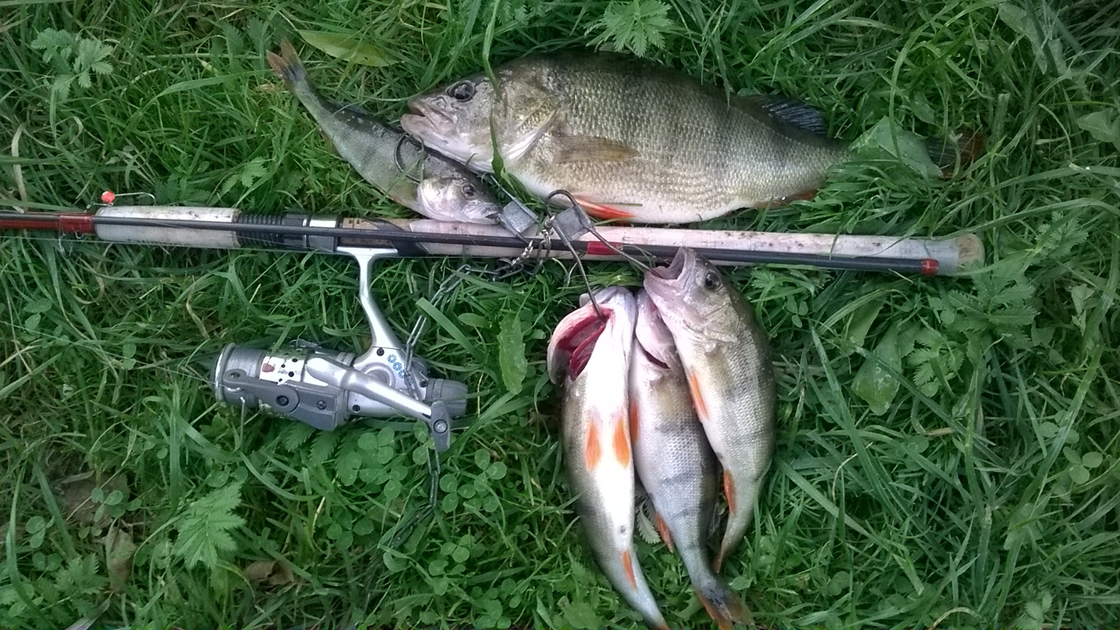 Eurasian perch, 2lb 3oz, 1ft 3(1/2)in , cought at 09/24/2015 ...