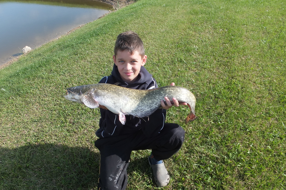 Wels catfish, 7lb 4oz , cought at 09/19/2015 - information about the ...