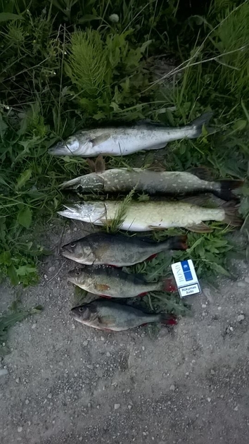 Pike perch, 2lb 10oz , cought at 07/10/2015 - information about the ...