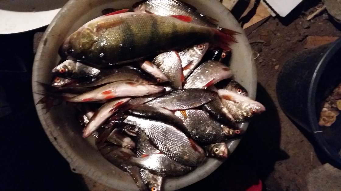 Eurasian perch, 2lb 3oz , cought at 10/03/2015 - information about the ...