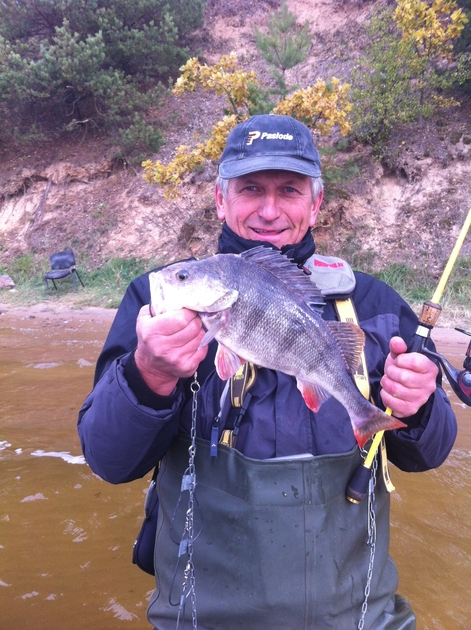 Eurasian perch, 2lb 6oz, 1ft 6(1/2)in , cought at 10/15/2015 ...