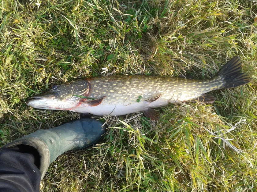 Northern Pike, 13lb 3oz , cought at 10/19/2015 - information about the ...