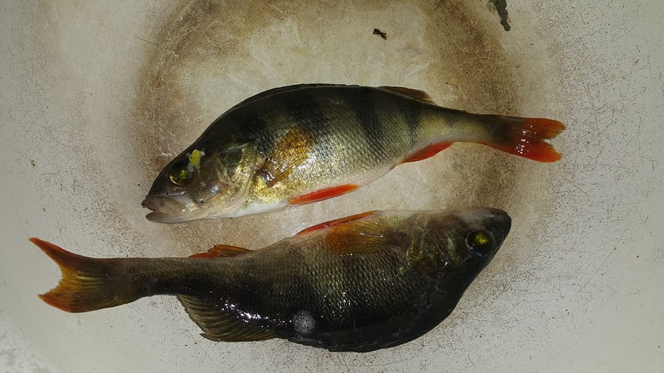 Eurasian perch, 10in , cought at 10/18/2015 - information about the ...