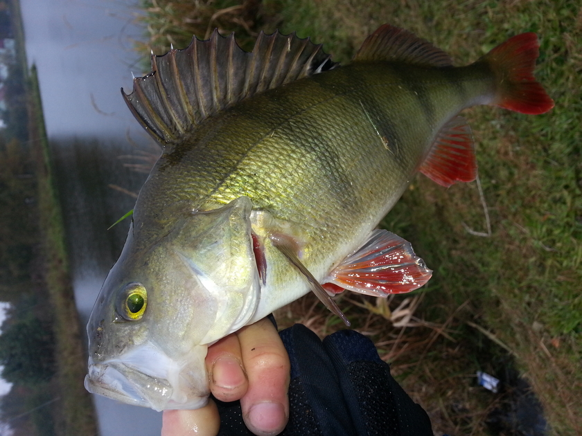 Eurasian perch, 1lb 1oz , cought at 10/18/2015 - information about the ...