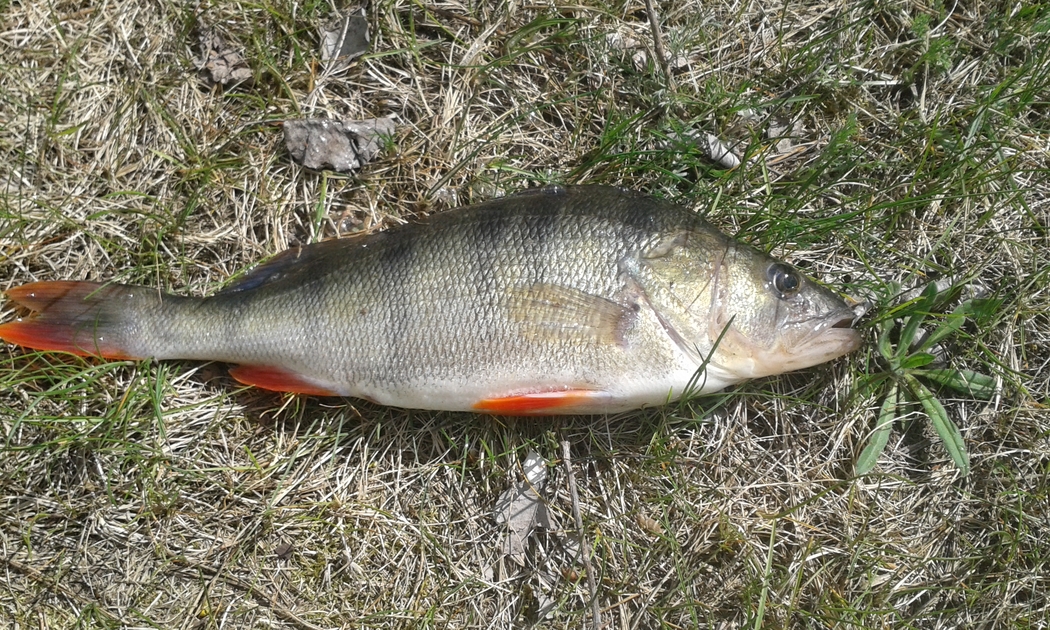 Eurasian perch, 1lb 1oz , cought at 05/08/2015 - information about the ...