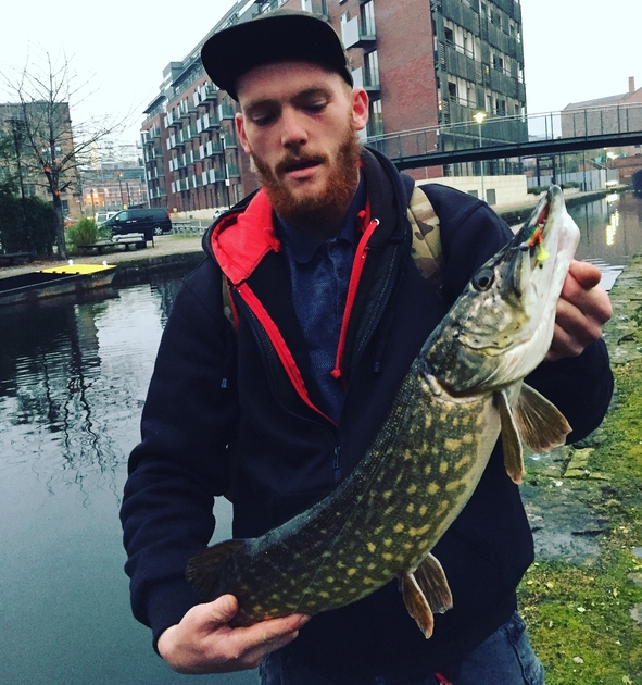 Northern Pike, 6lb 4oz , cought at 11/01/2015 - information about the ...
