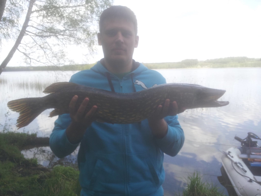 Northern Pike, 7lb 11oz - information about the catch | Pinfishing.com