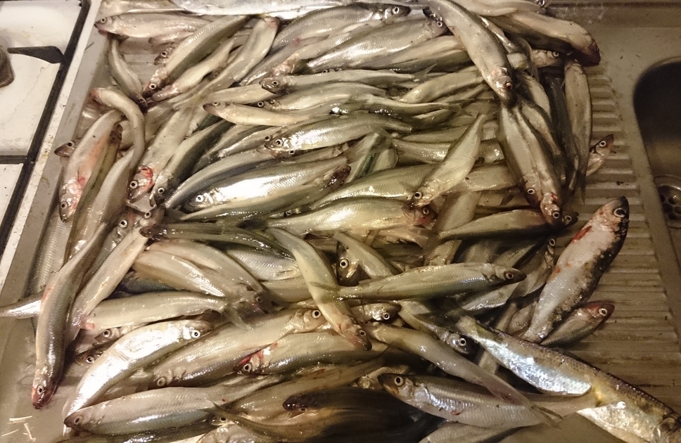 European smelt , cought at 11/06/2015 - information about the catch ...