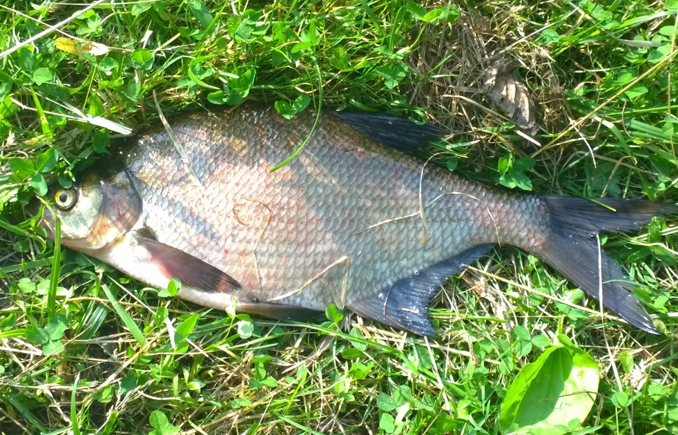 Carp bream, 1lb 12oz , cought at 07/05/2015 - information about the ...