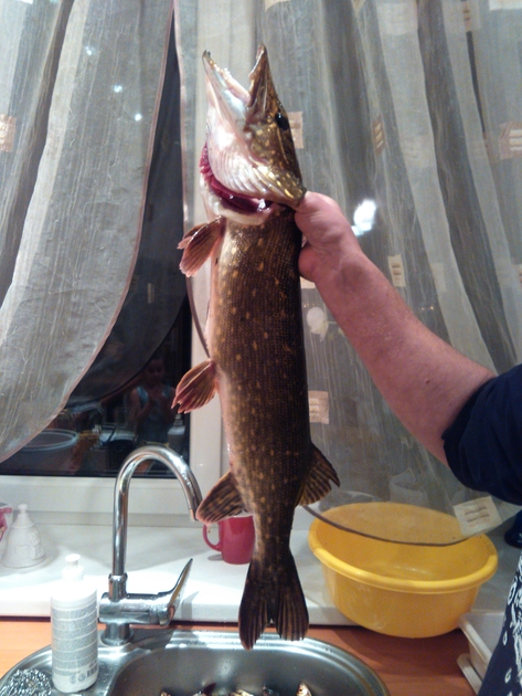 Northern Pike, 6lb 9oz , cought at 11/28/2015 - information about the ...