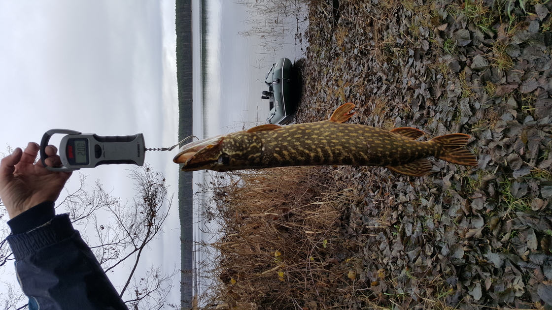 Northern Pike, 4lb 6oz , cought at 11/14/2015 - information about the ...