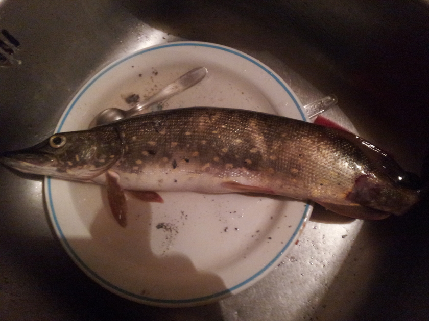Northern Pike, 4lb 3oz, 1ft 6(1/2)in , cought at 10/03/2015 ...