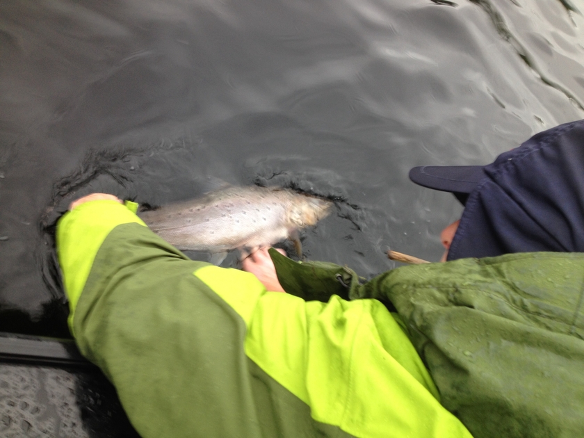 Ferox trout, 8lb 9oz - information about the catch | Pinfishing.com