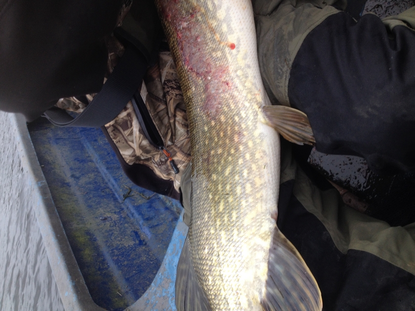 Northern Pike, 12lb 2oz, 2ft 11in - information about the catch ...