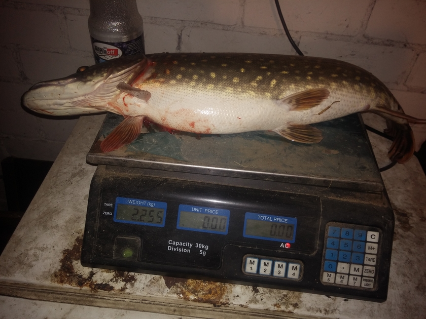 Northern Pike, 4lb 13oz, 2ft 2in , cought at 11/22/2015 - information ...