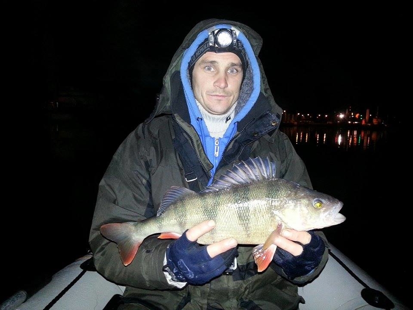 Eurasian perch, 2lb 7oz, 1ft 5(1/2)in , cought at 11/21/2015 ...