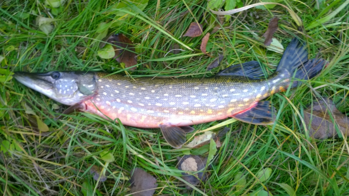 Northern Pike, 3lb 11oz , cought at 11/06/2015 - information about the ...