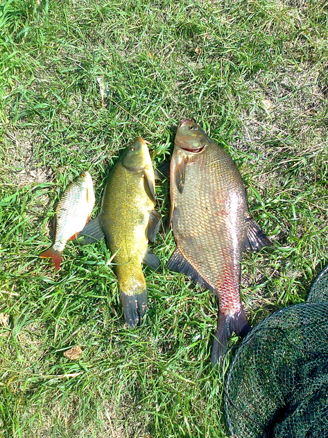 Carp bream, 3lb 1oz, 1ft 5in , cought at 07/25/2015 - information about ...