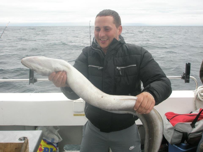Conger eel - information about the catch | Pinfishing.com