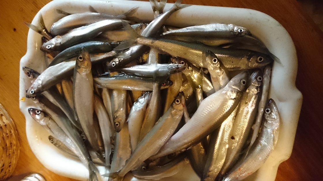 European smelt , cought at 12/16/2015 - information about the catch ...