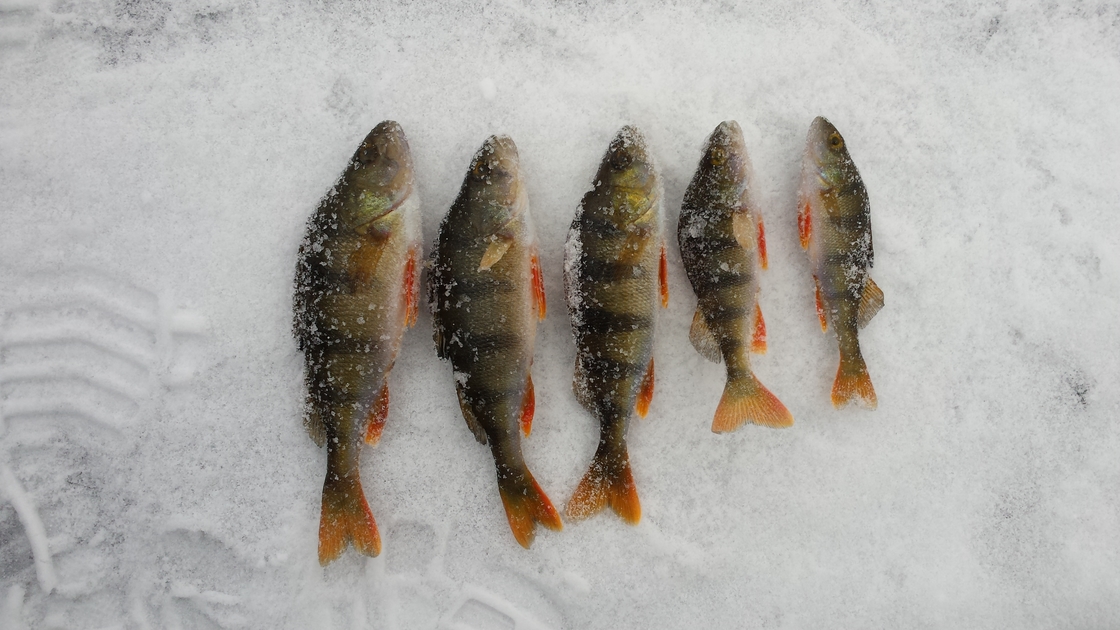 Eurasian perch , cought at 01/09/2016 - information about the catch ...