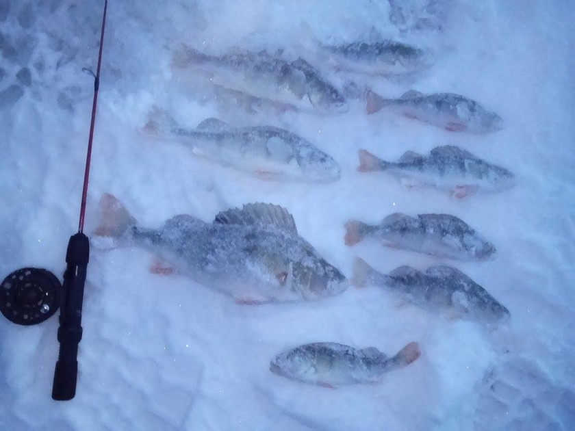 Eurasian perch, 1lb 1oz, 1ft 1in - information about the catch ...