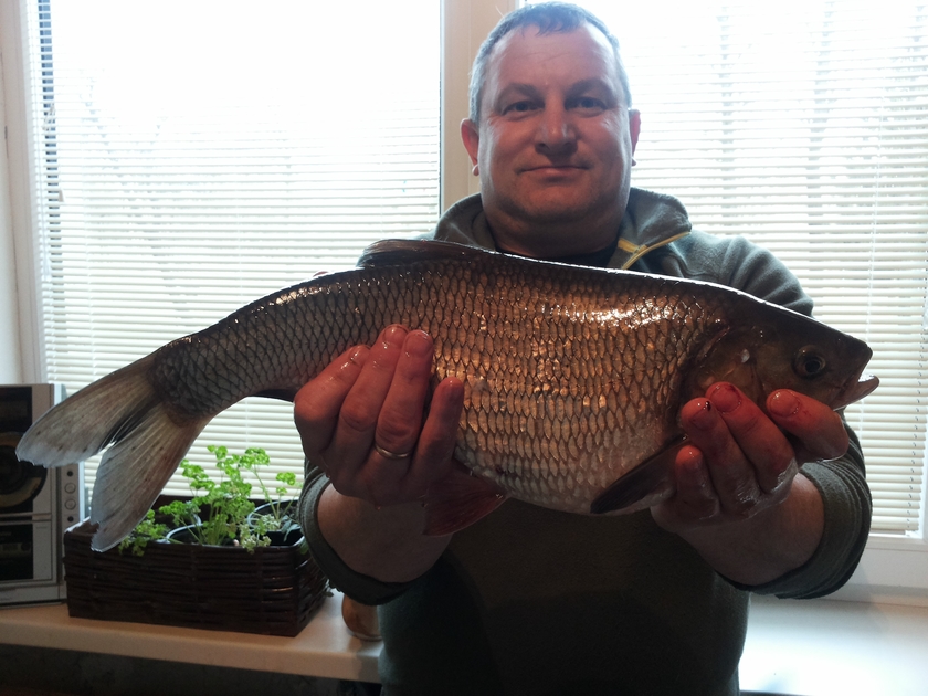 Ide, 3lb 15oz , cought at 03/14/2015 - information about the catch ...