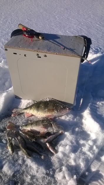 Eurasian perch, 1lb 1oz , cought at 01/16/2016 - information about the ...